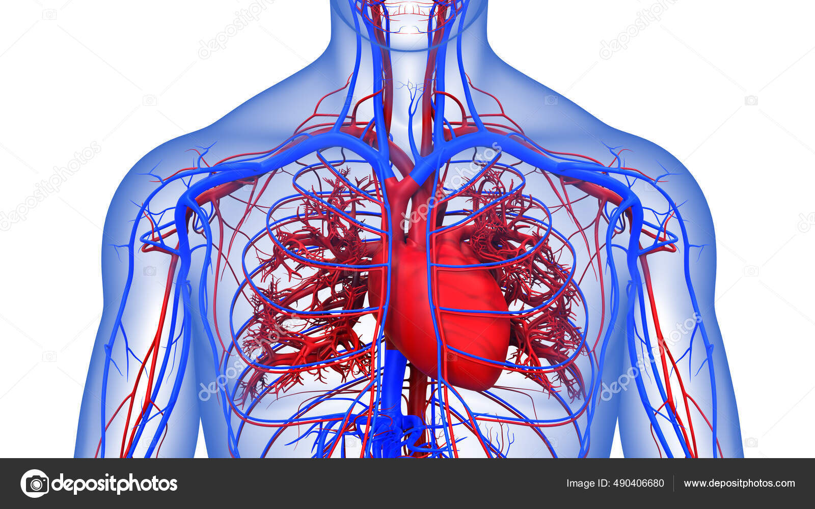 Human Circulatory System Heart Anatomy — Stock Photo © magicmine #490406680