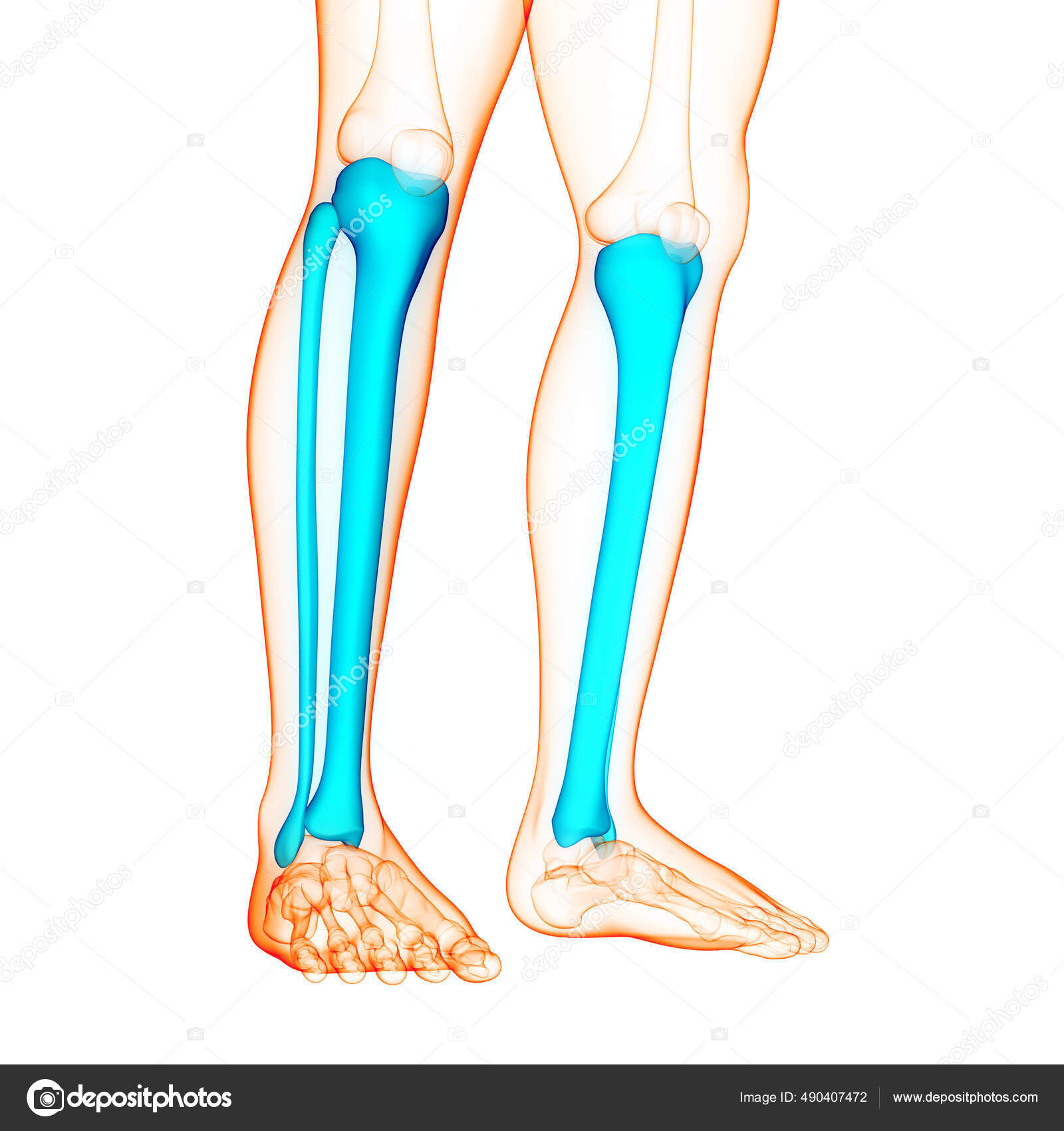 Sistema Esqueleto Humano Tibia Fibula Osso Articulam Anatomia — Foto ...