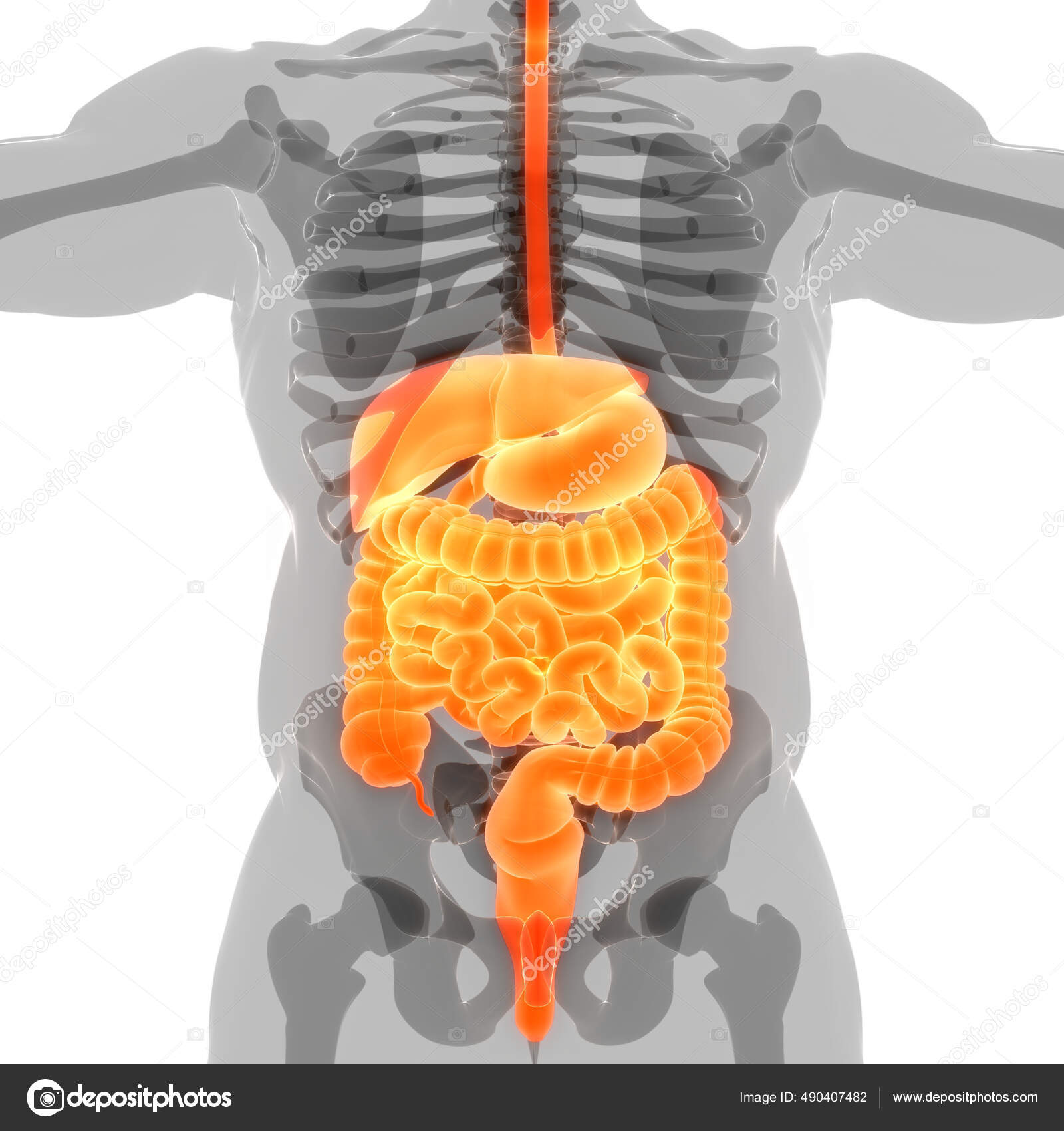 Sistema Digestivo Humano Anatomia Intestinal Grande Pequena — Foto ...