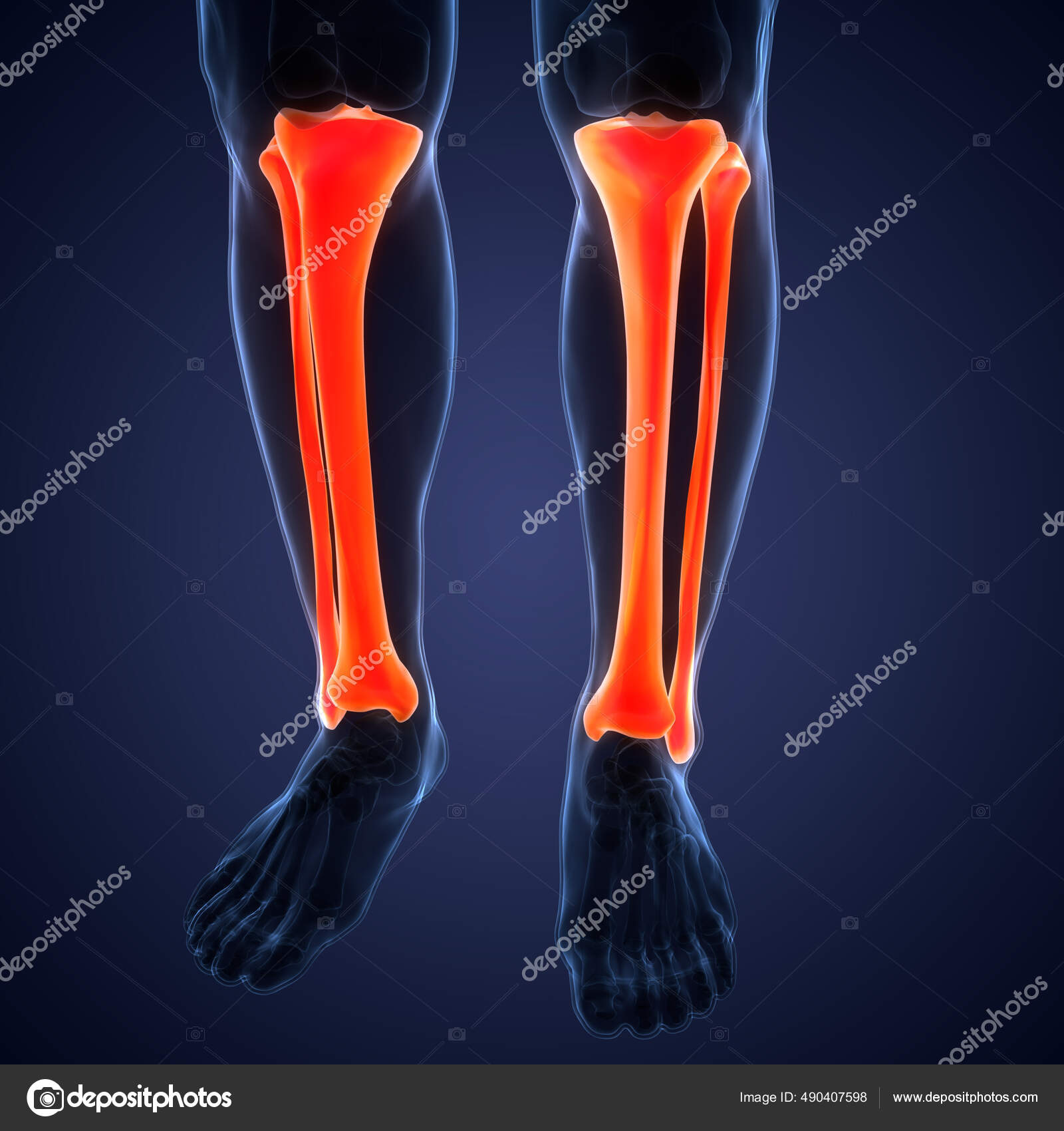 Tibia And Fibula On Skeleton Premium Vector | Human Leg Bones Anatomy
