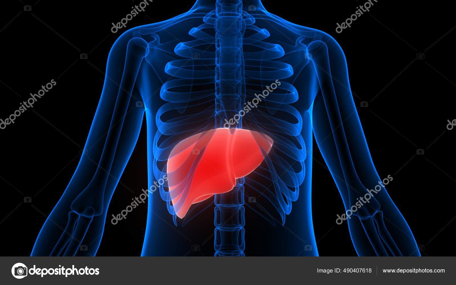 Anatomia Fígado Humano — Foto © magicmine #490407618