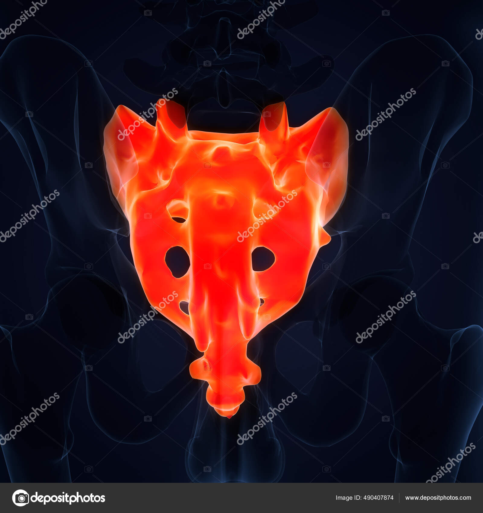 Human Skeleton System Sacrum Bone Anatomy — Stock Photo © magicmine ...