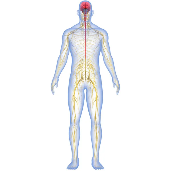 Nervous System No Labels
