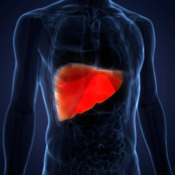 Human Body Organs Liver Anatomy Stock Photo by ©magicmine 409501898