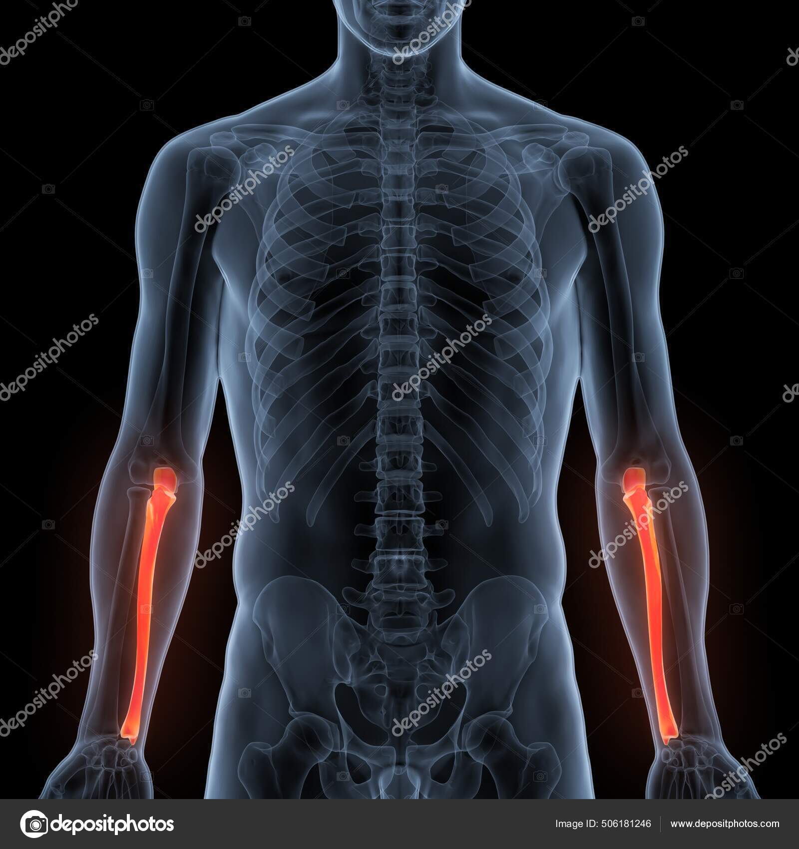 Human Skeleton System Ulna Bone Joints Anatomy Stock Photo by ...