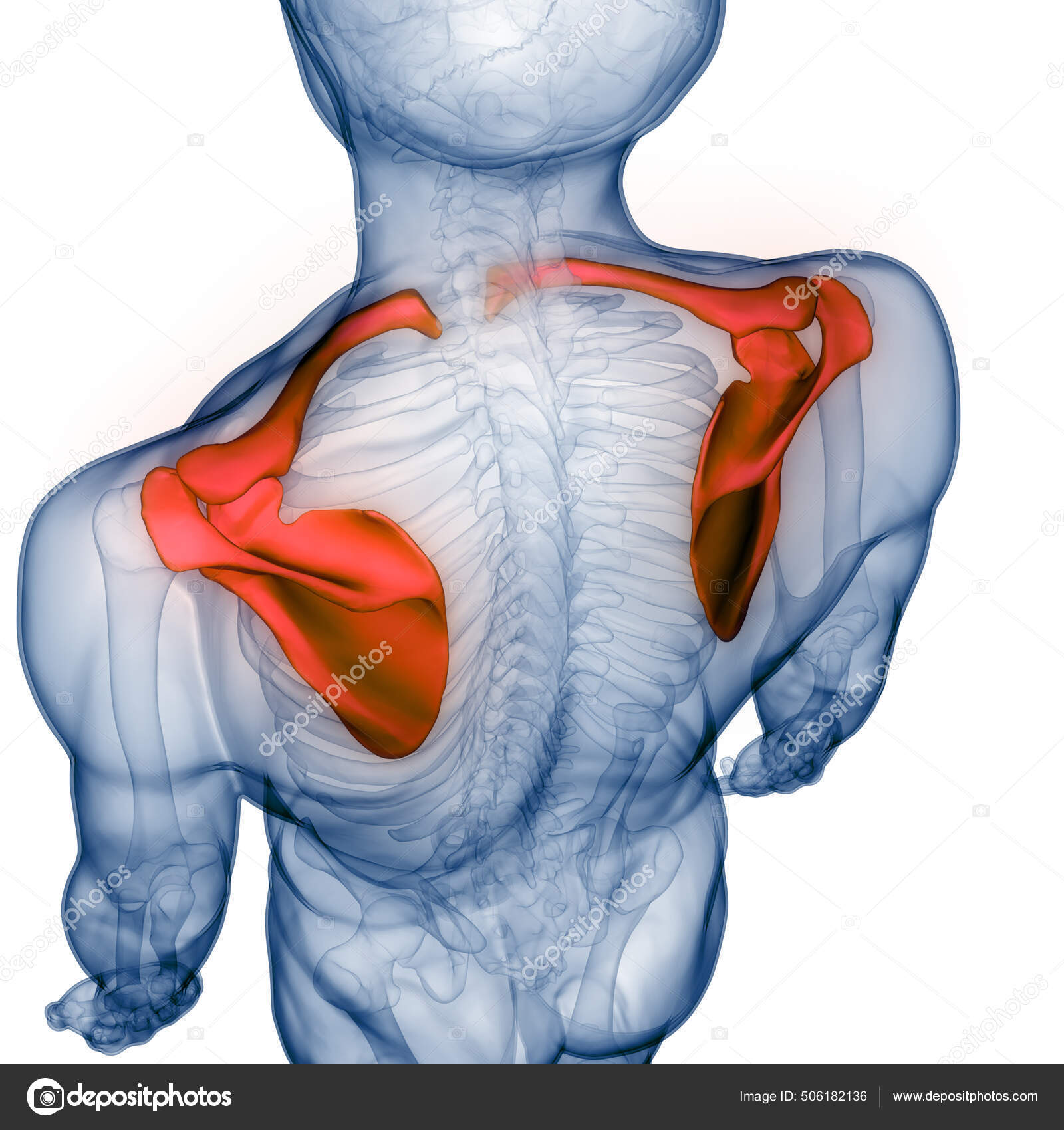 Sistema Esquelético Humano Escapula Articulaciones Óseas Anatomía ...