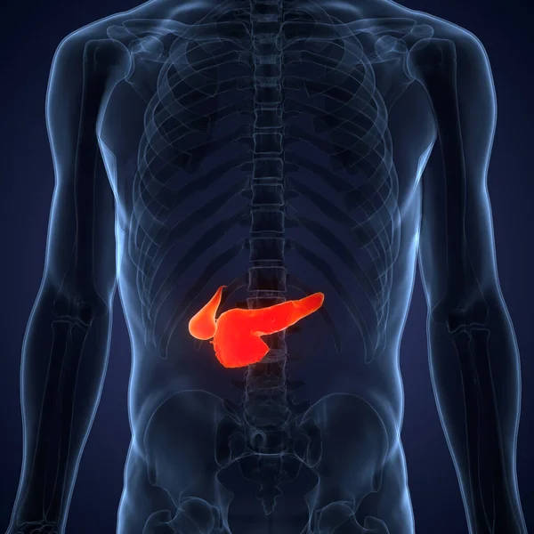 Human Pancreas Images - Search Images on Everypixel