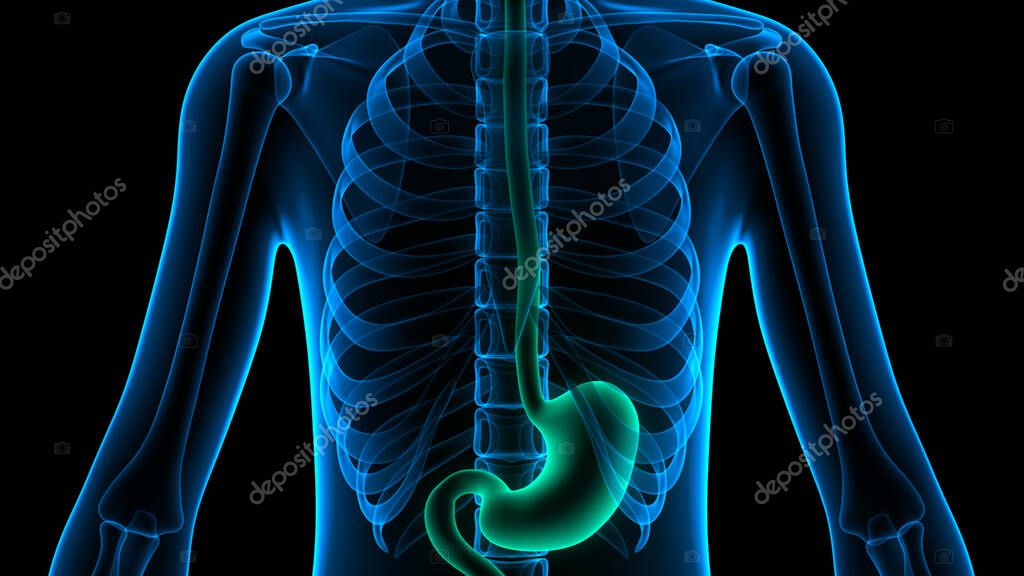 Anatomía del estómago del sistema digestivo humano. 3D 2024