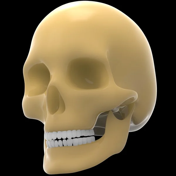 Human skull Stock Photos, Royalty Free Human skull Images | Depositphotos