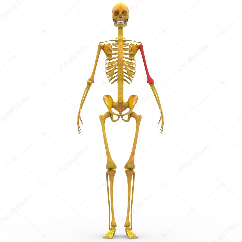 Lidské kostry pažní kost — Stock Fotografie © magicmine #94078854