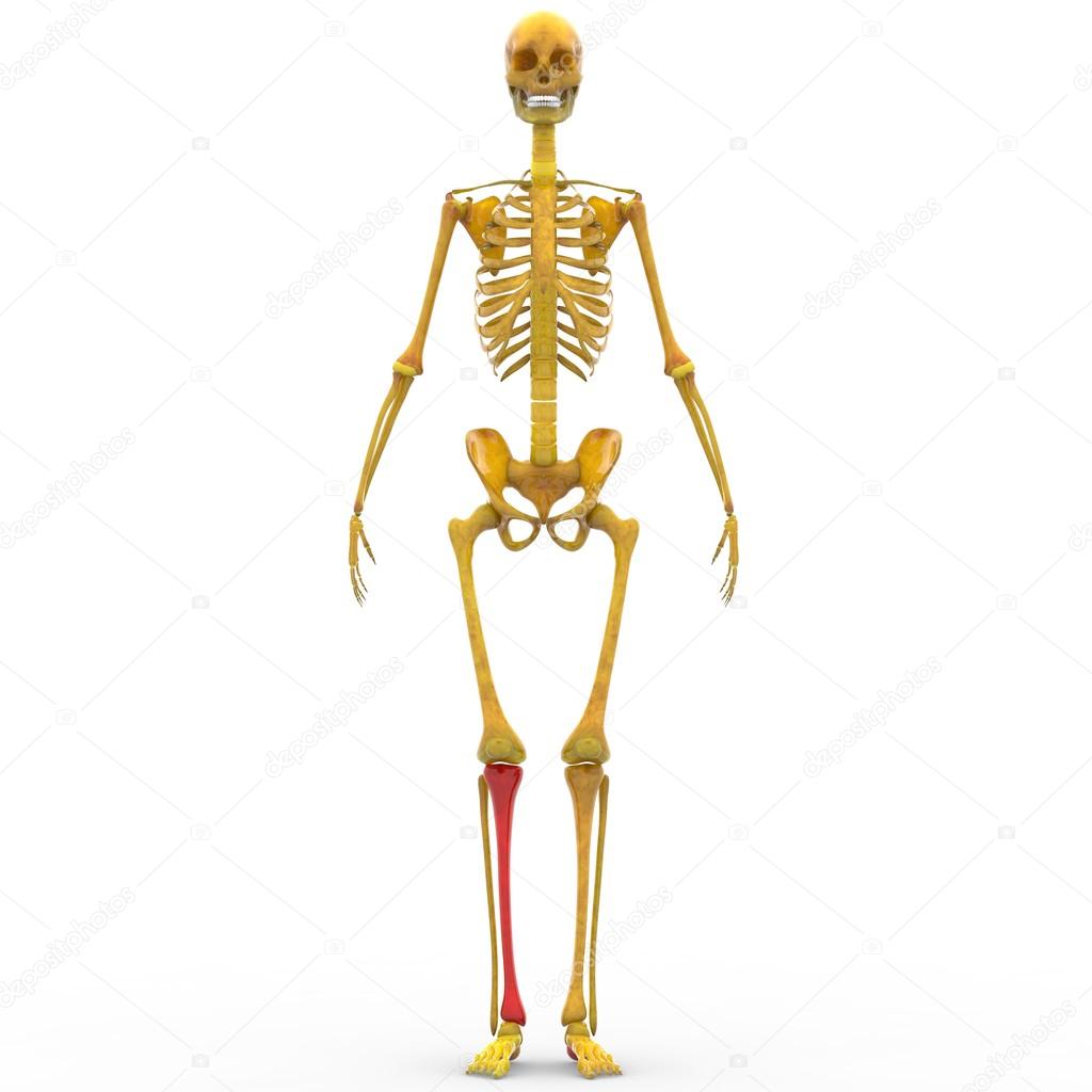 Lidská kostra bérce Joint — Stock Fotografie © magicmine #94078900