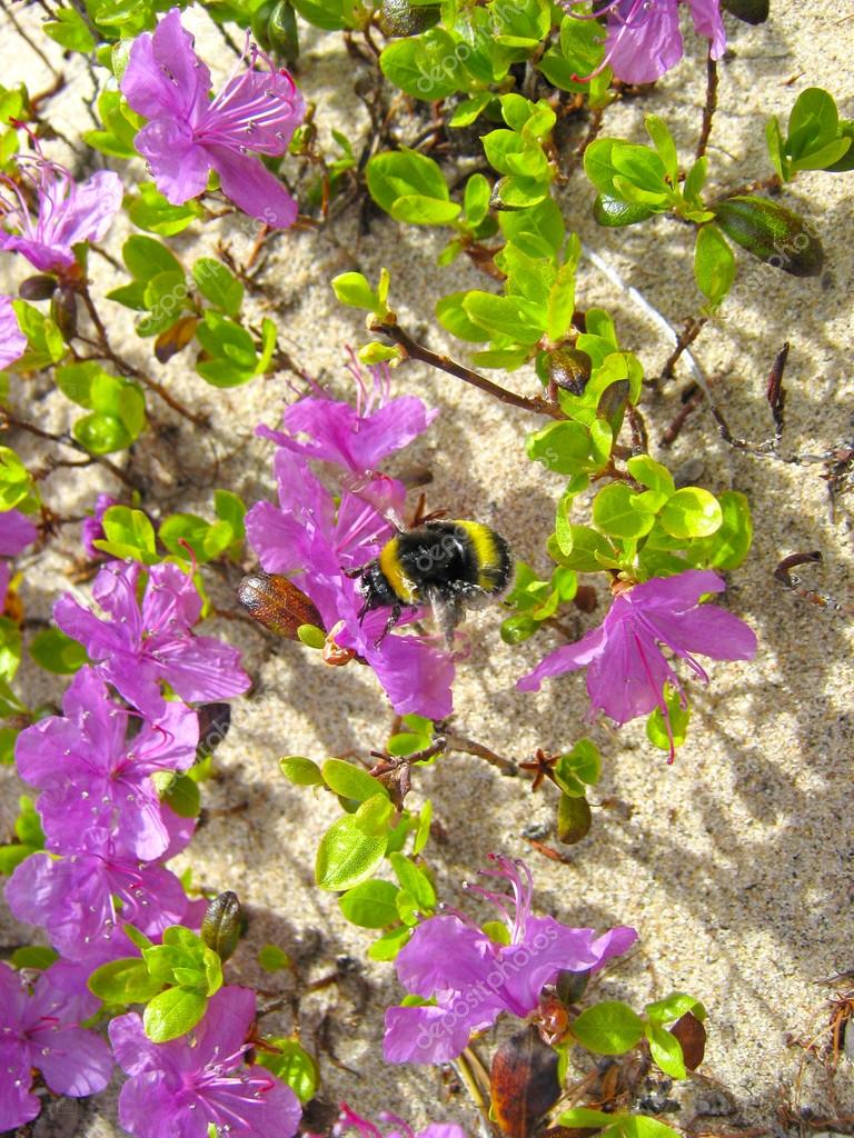 Bumblebee flying among ledum — Stock Photo © ooiphotoo.gmail.com #94813632