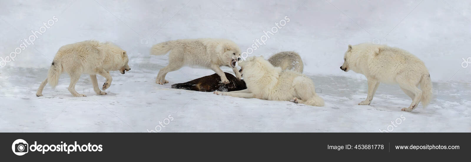 Pack Of Wolves Hunting