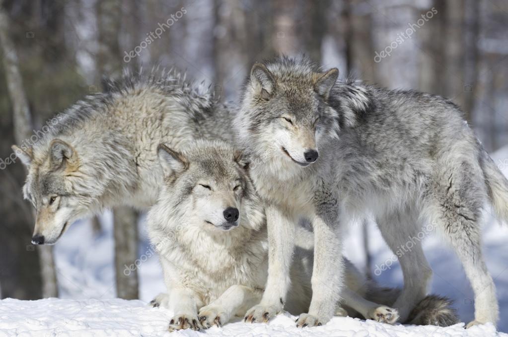 Wolves in nature Stock Photo by ©karlumbriaco.hotmail.com 93542104