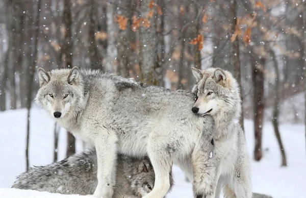 Wolves in nature Stock Photo by ©karlumbriaco.hotmail.com 93542104