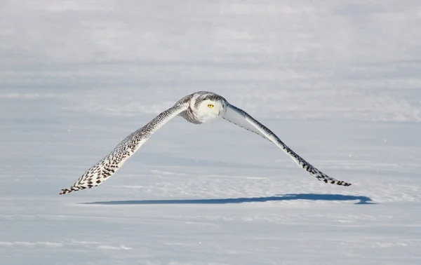 Snowy owl flying Stock Photos, Royalty Free Snowy owl flying Images ...