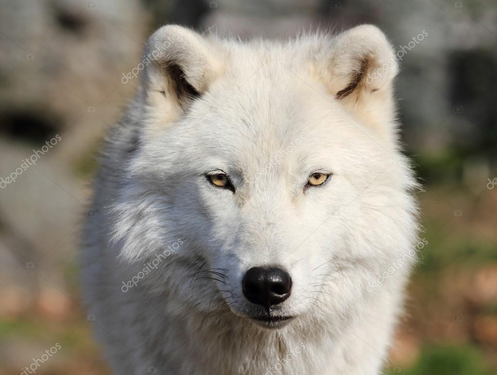 White Wolf Face