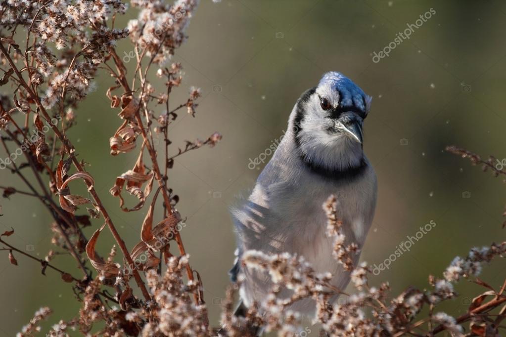 Blue jay in nature — Stock Photo © karlumbriaco.hotmail.com #94035310
