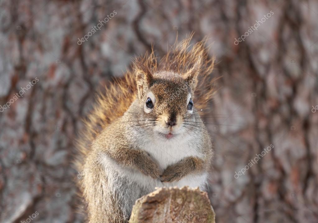 Big squirrel in nature Stock Photo by ©karlumbriaco.hotmail.com 94057822