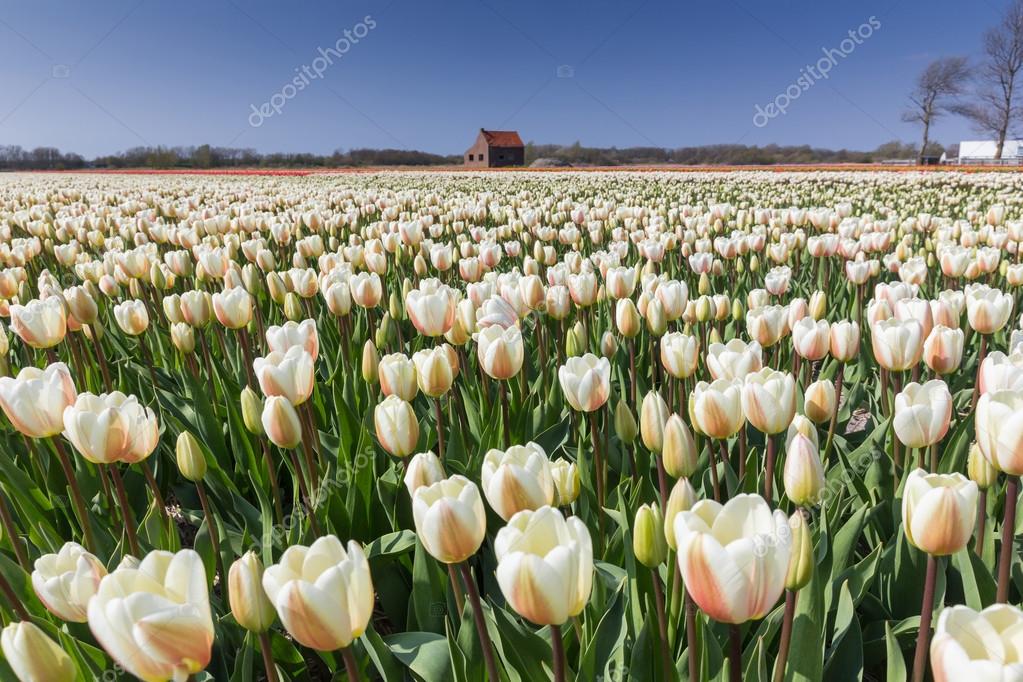 Field Of White Tulips