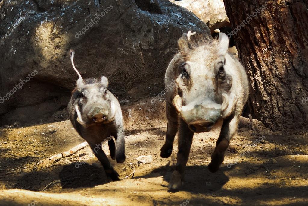 Warthog Running