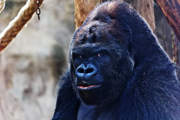 Angry Silverback Gorilla Face