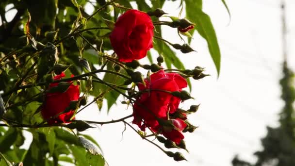 Red roses Stock Videos, Royalty Free Red roses Footages | Depositphotos®