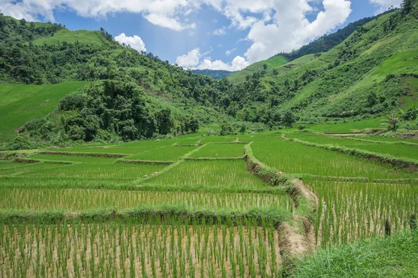 Green Paddy fields, Rice field farms, Rice plantations, Laos - Stock ...
