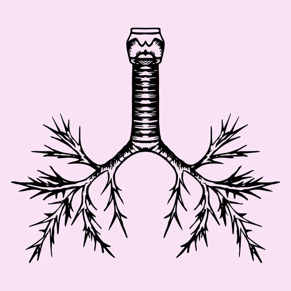 ᐈ Esophagus and windpipe stock pictures, Royalty Free windpipe vectors ...