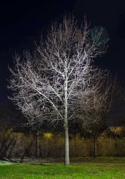 Spooky tree Stock Photos, Royalty Free Spooky tree Images | Depositphotos