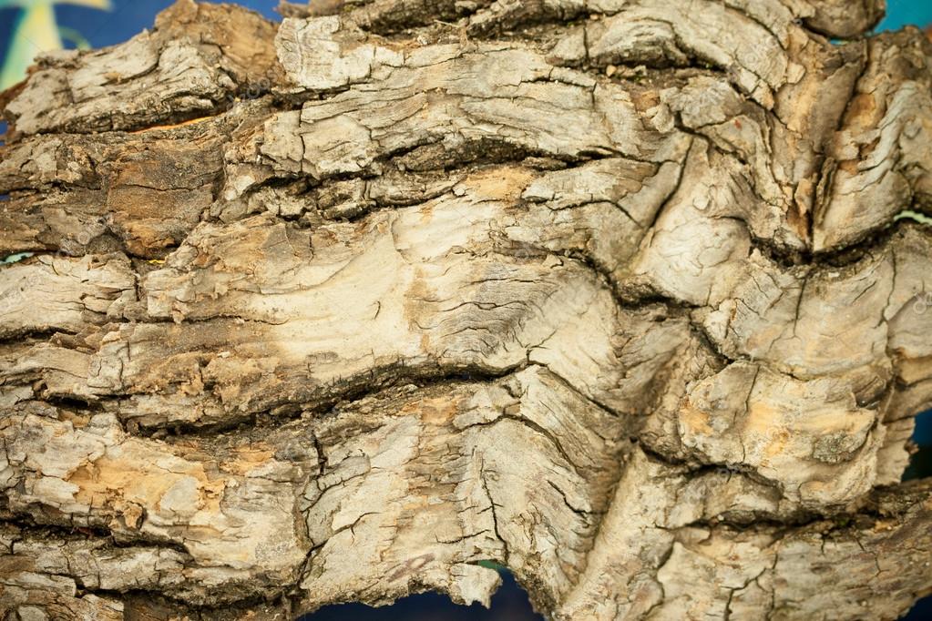 Organic natural dry tree bark Stock Photo by ©panayot 94298478