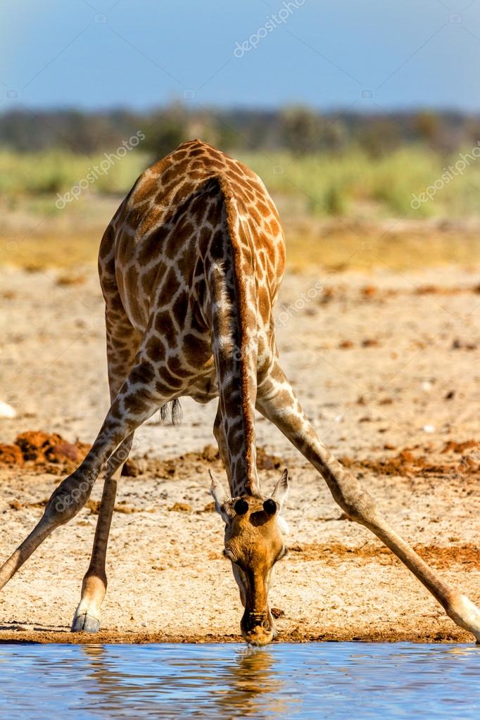 Giraffe drinking water in dry savana — Stock Photo © lspencer #110259770