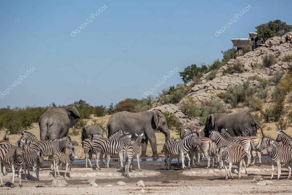 Gama salvaje de animales en el Parque Etosha: fotografía de stock ...