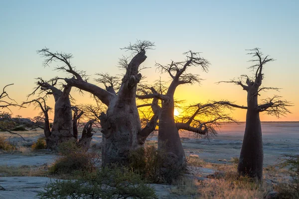 Botswana scenery Stock Photos, Royalty Free Botswana scenery Images ...