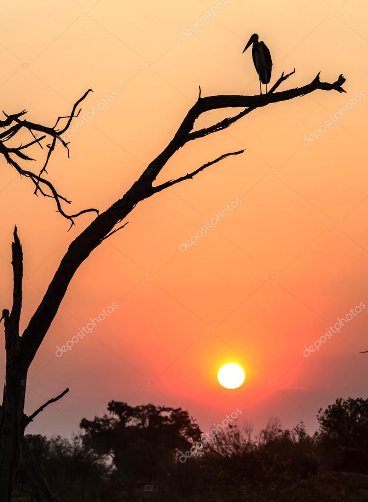 Tree Silhouette With Birds