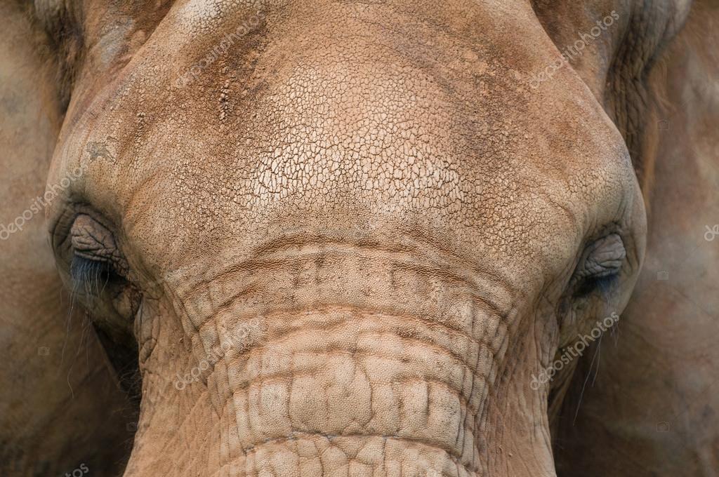 African elephant head Stock Photo by ©microgen 115158496