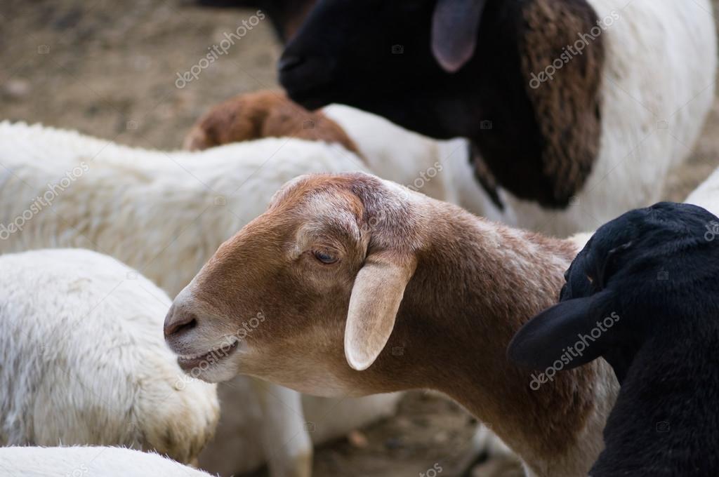 Persian sheep animals — Stock Photo © microgen #115158922