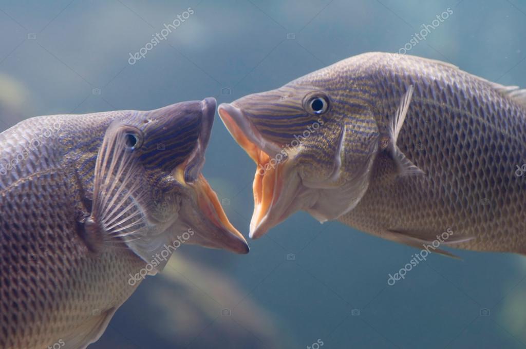 Two fish with open mouths Stock Photo by ©microgen 115252086