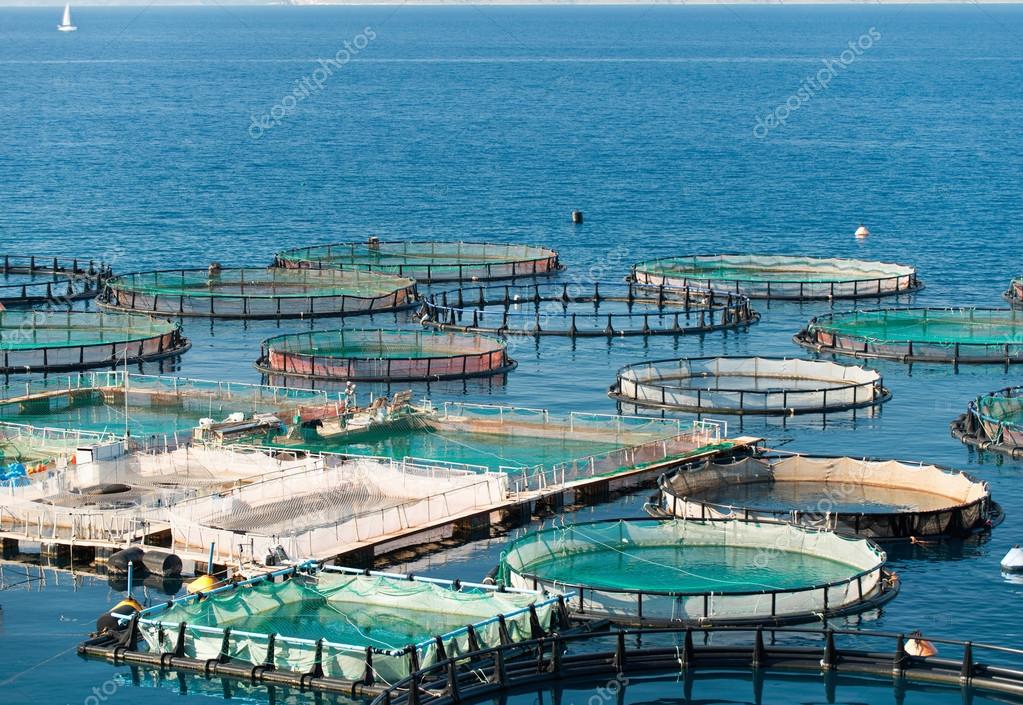 Fish farming facility — Stock Photo © microgen #115252236