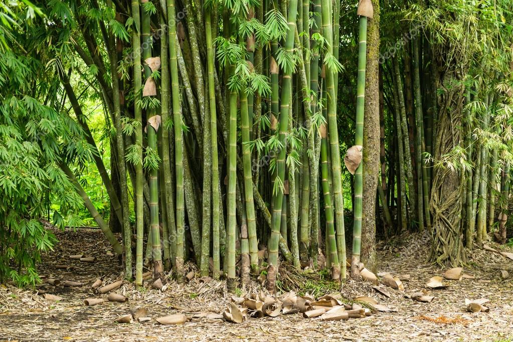 Bamboo forest landscape — Stock Photo © microgen #115252776