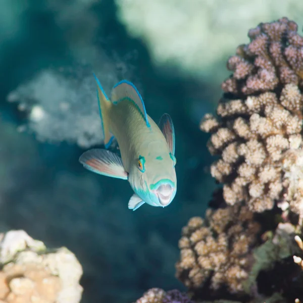 Parrot fish Stock Photos, Royalty Free Parrot fish Images | Depositphotos