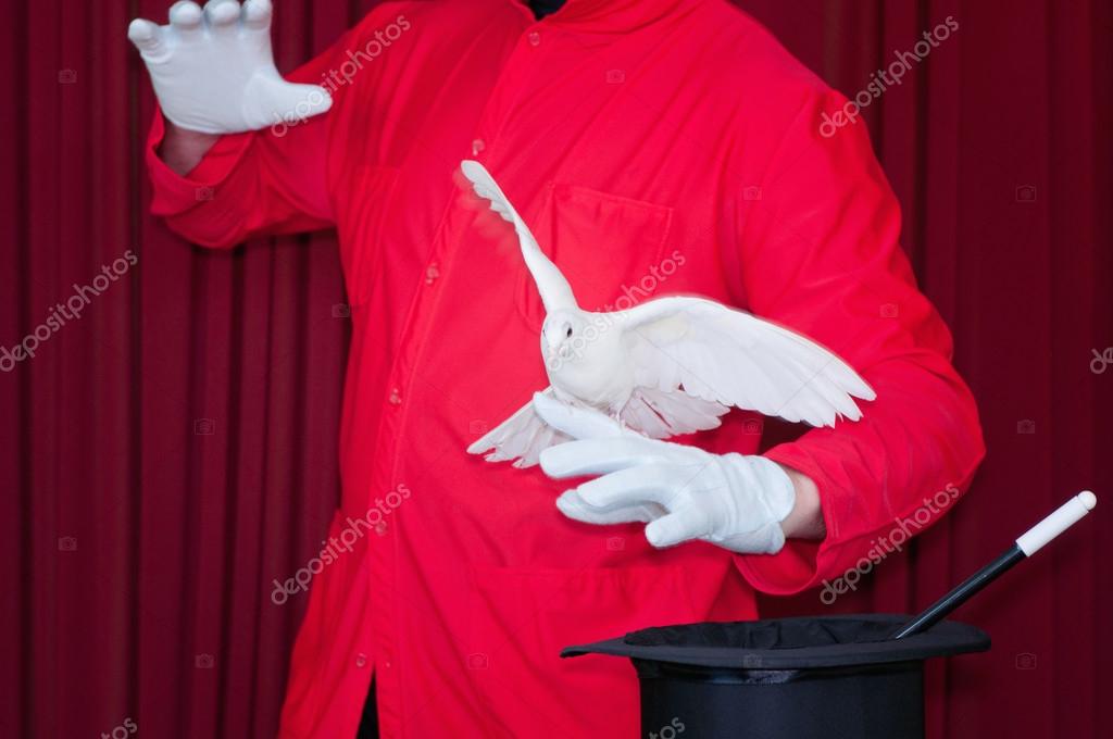 Magic trick with white pigeon — Stock Photo © microgen #115466956