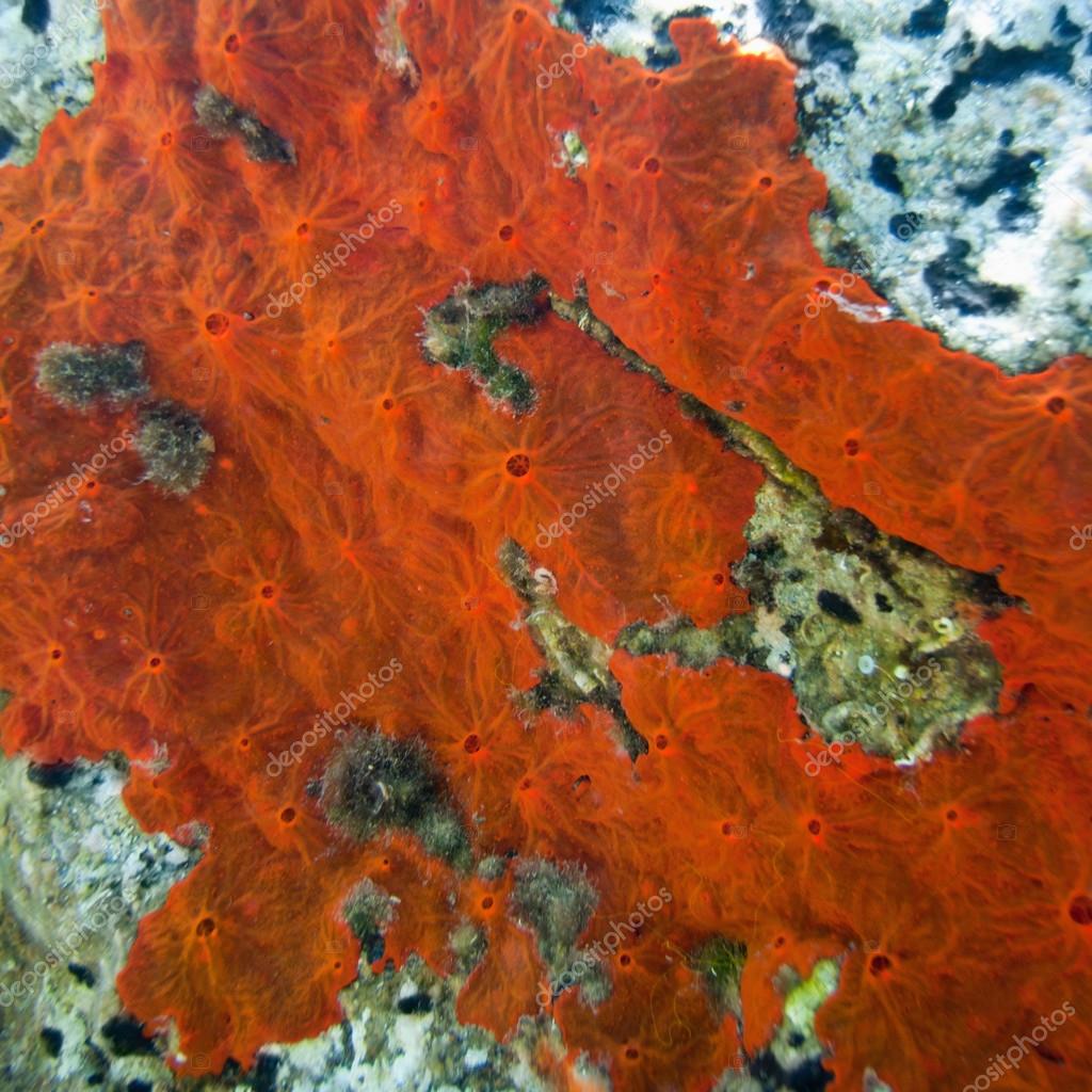 Red encrusting sponge Stock Photo by ©microgen 115471134