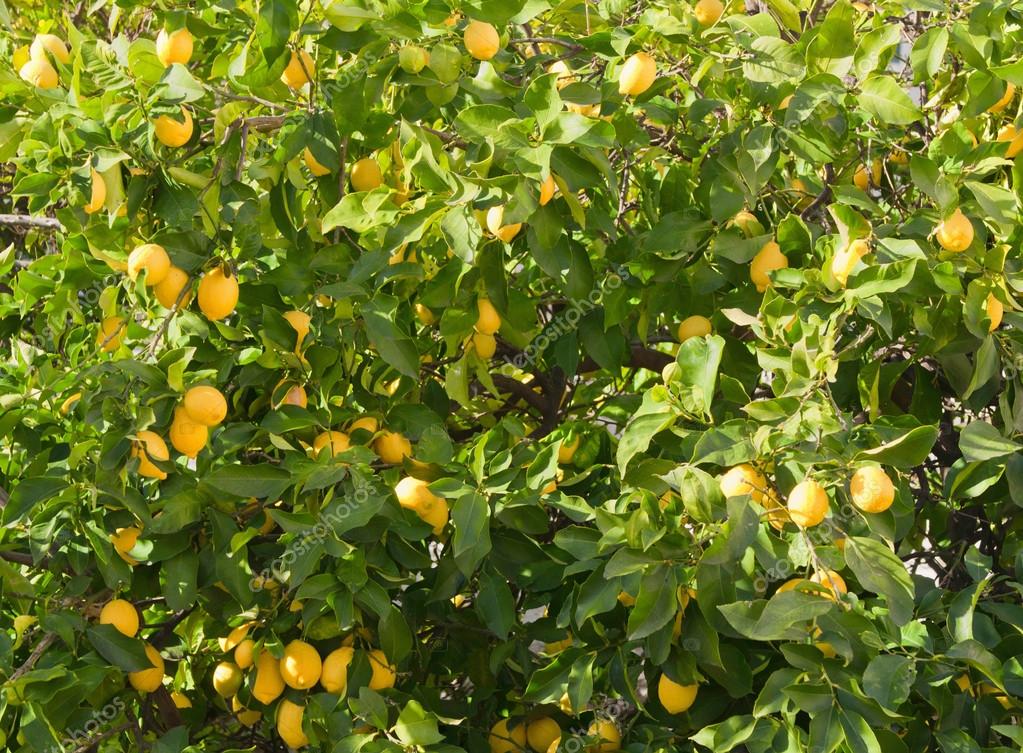 Lemon tree with fruits Stock Photo by ©microgen 115993832