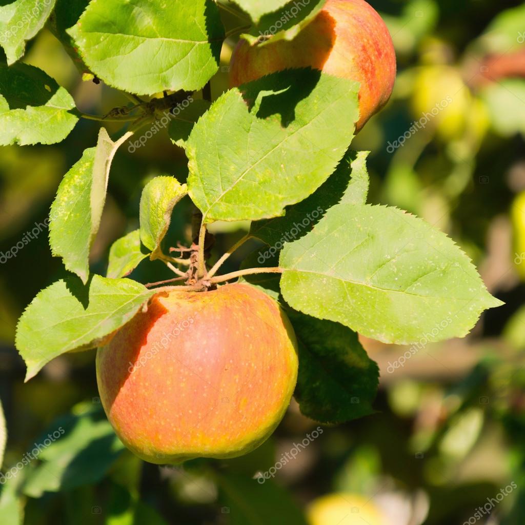 Fuji Apple Tree Stock Photo by ©microgen 116037576
