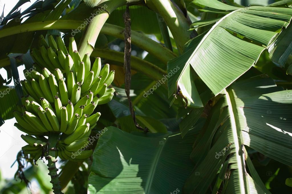 Ripening Banana tree Stock Photo by ©microgen 116038148