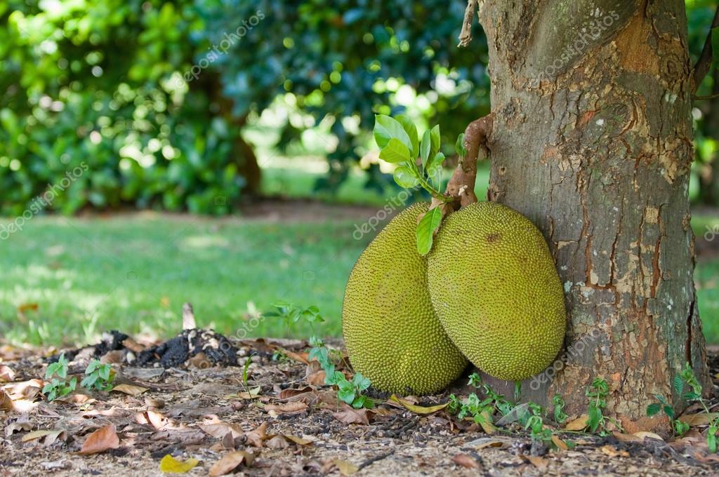 Ripe Jackfruit growing Stock Photo by ©microgen 116038912