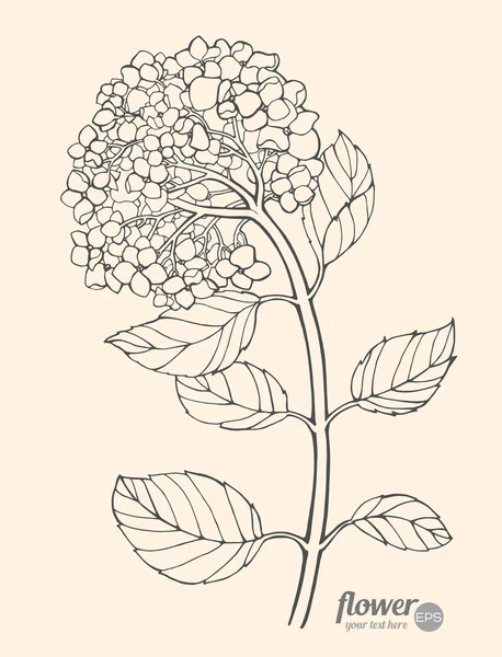 Hydrangea outline Vector Art Stock Images | Depositphotos