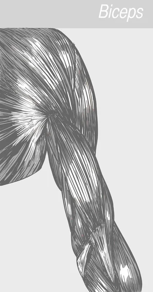 Fibrils, Royalty-free Fibrils Vector Images & Drawings | Depositphotos®