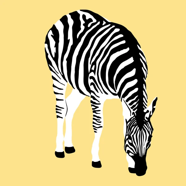 Zebra reális egyszerűsített rajz — Stock Vektor © TopVectors #114068008